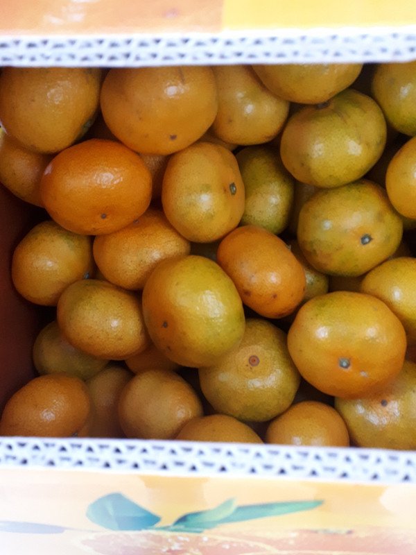 자연맛남 선별배송 제주 노지 감귤 L/2L 중대과 9kg [1개] - 에누리 가격비교